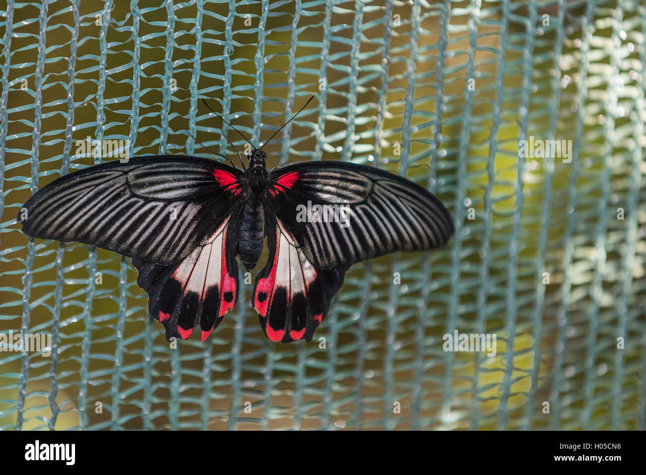 Scarlet Swallowtail Butterfly Papilio rumanzovia Asia Stock Photo - Alamy