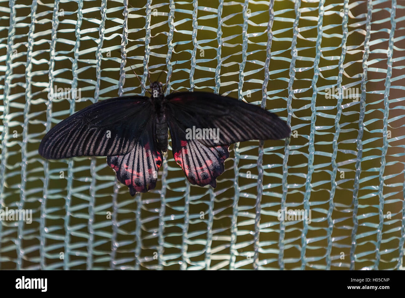 Scarlet Mormon (Papilio rumanzovia), male Stock Photo - Alamy