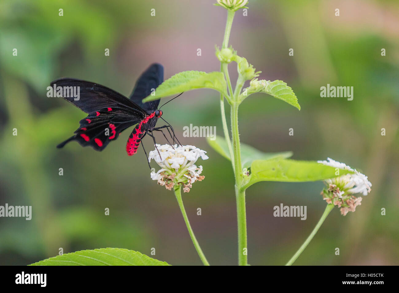 Scarlet Swallowtail Butterfly Papilio rumanzovia Asia Stock Photo - Alamy