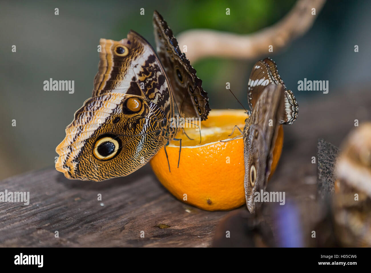 Helena Morpho (Morpho helenor carillesis) to orange Stock Photo - Alamy