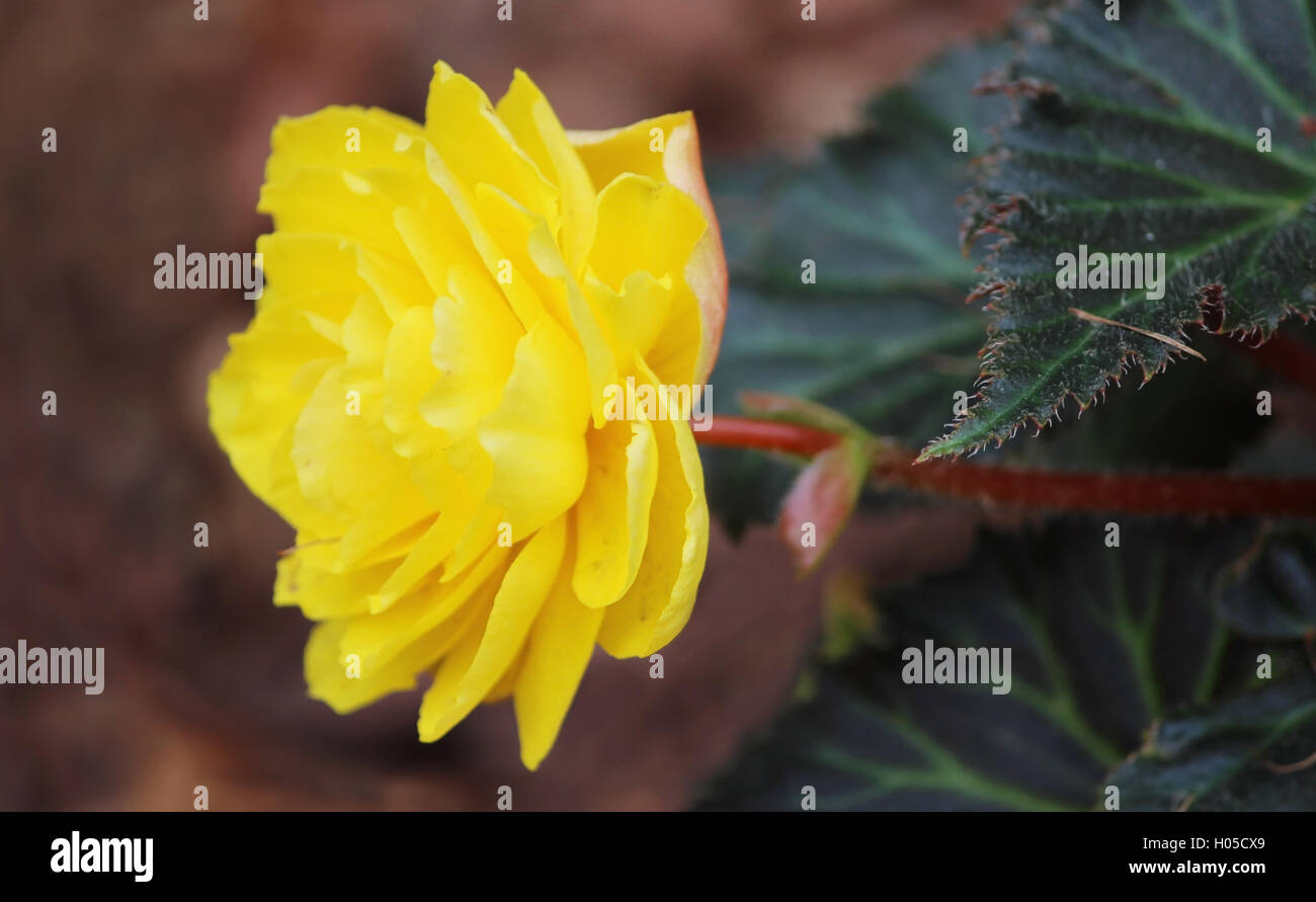 Bright flowers of tuberous begonias Begonia tuberhybrida in garden ...