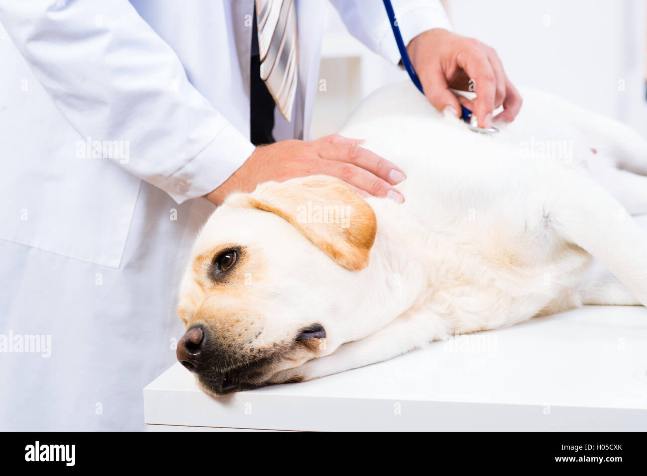 vet checks the health of a dog Stock Photo - Alamy