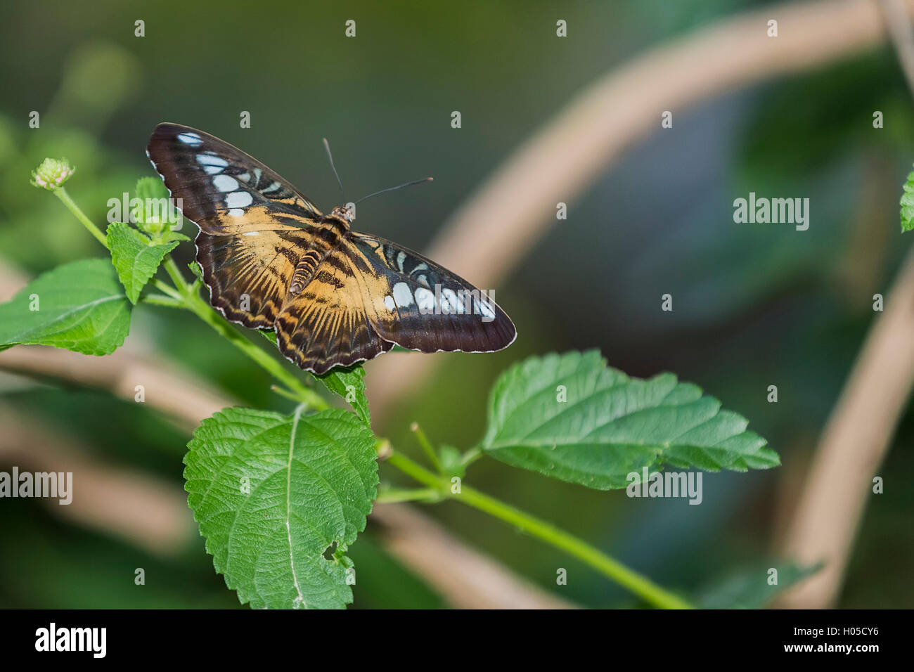 Brown Clipper Butterfly- Parthenos sylvia Stock Photo - Alamy