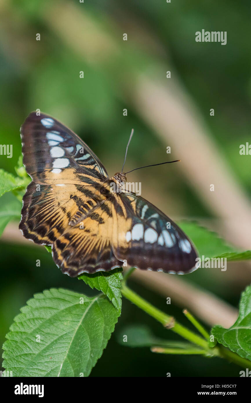 Brown Clipper Butterfly- Parthenos sylvia Stock Photo - Alamy