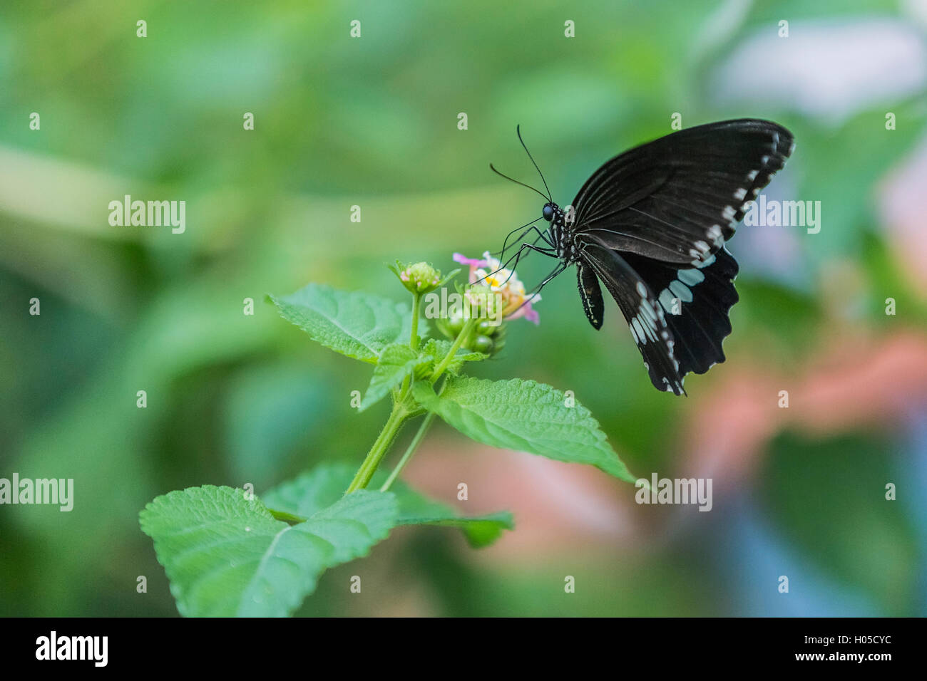 Scarlet Swallowtail Butterfly Papilio rumanzovia, female, wings with ...