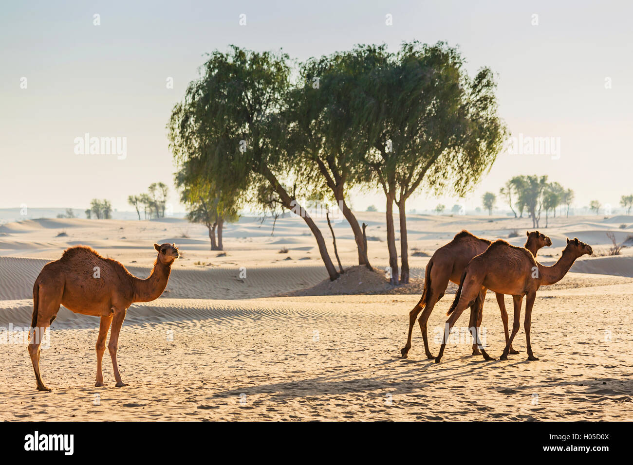 Desert landscape with camel Stock Photo - Alamy