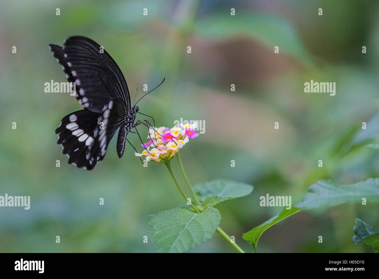 Scarlet Swallowtail Butterfly Papilio rumanzovia, female, wings with ...