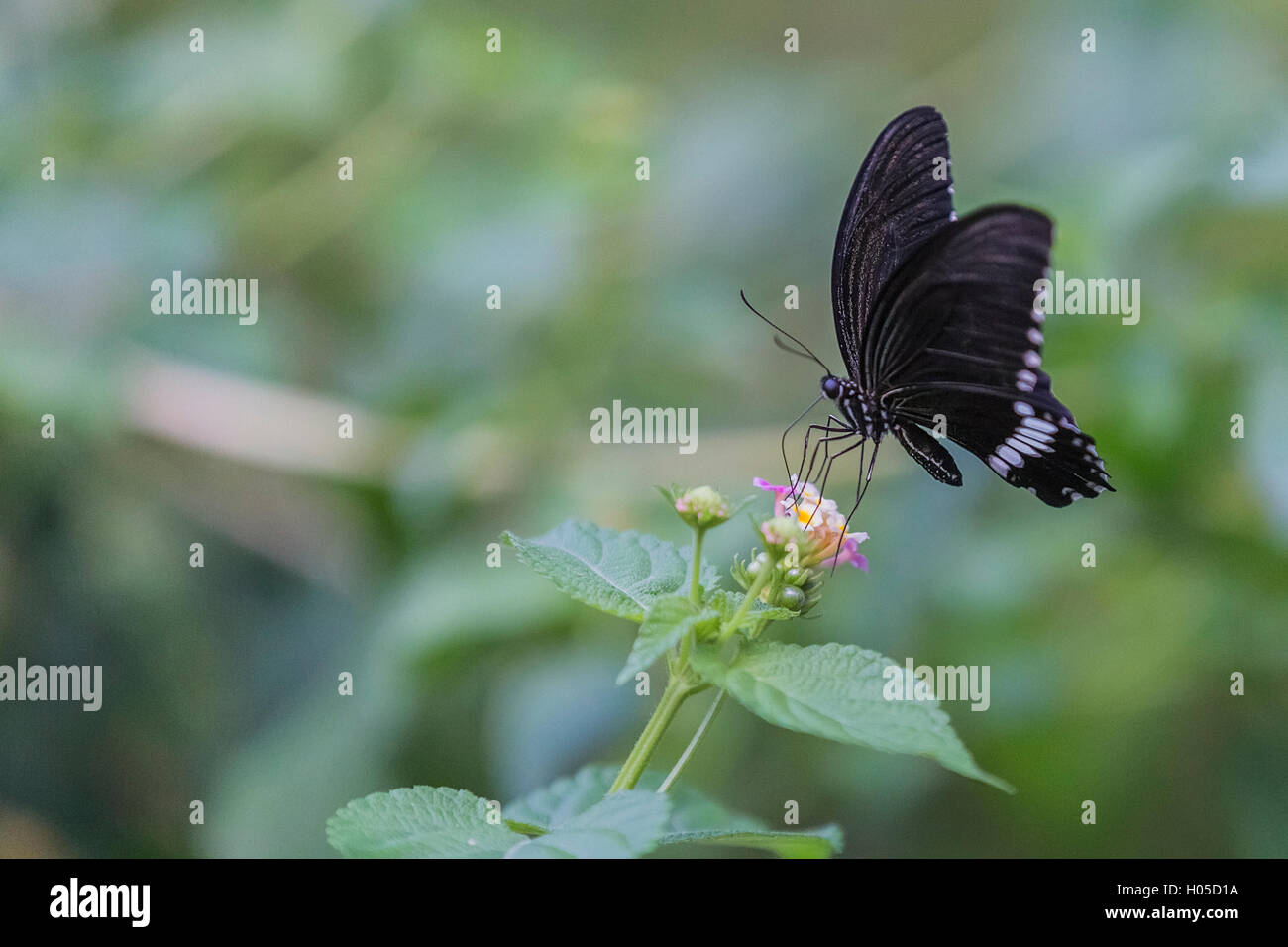 Scarlet Swallowtail Butterfly Papilio rumanzovia, female, wings with ...