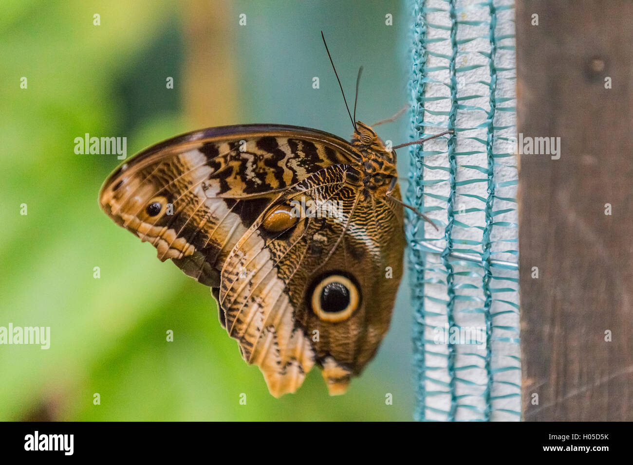 Blue morpho butterfly morpho helenor hi-res stock photography and ...