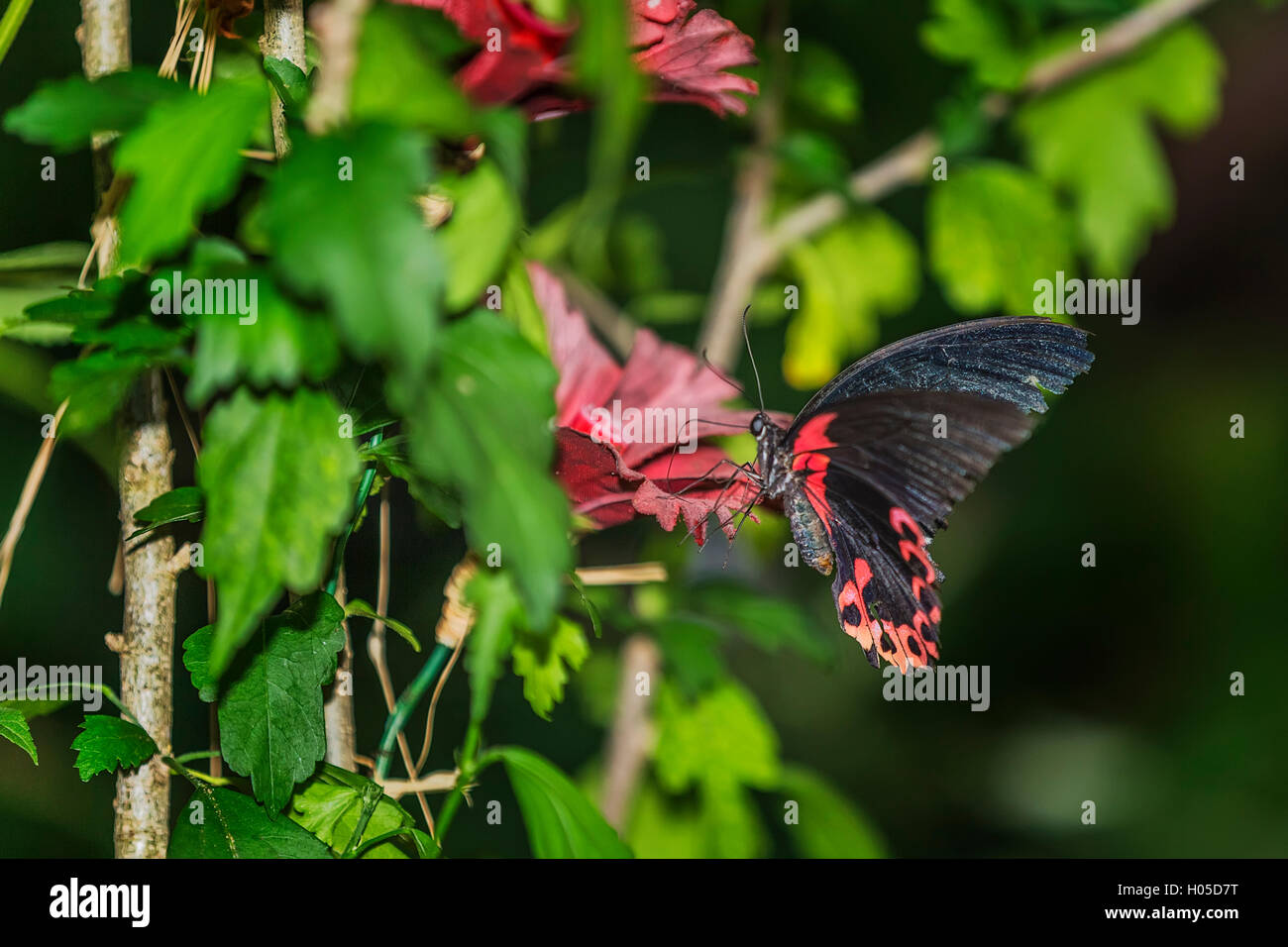 Scarlet Swallowtail Butterfly Papilio rumanzovia Asia Stock Photo - Alamy