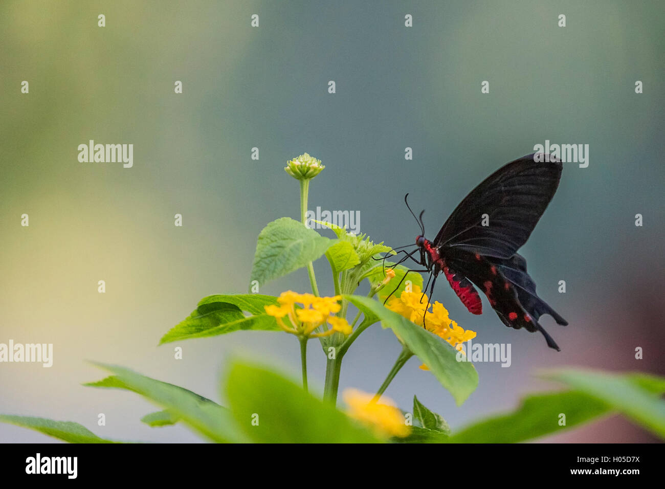 Scarlet Swallowtail Butterfly Papilio rumanzovia Asia Stock Photo - Alamy
