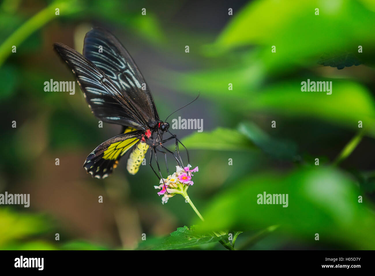 Queen Alexandra's Birdwing (Ornithoptera alexandrae Stock Photo - Alamy