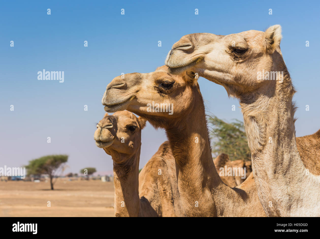 Desert landscape with camel Stock Photo - Alamy