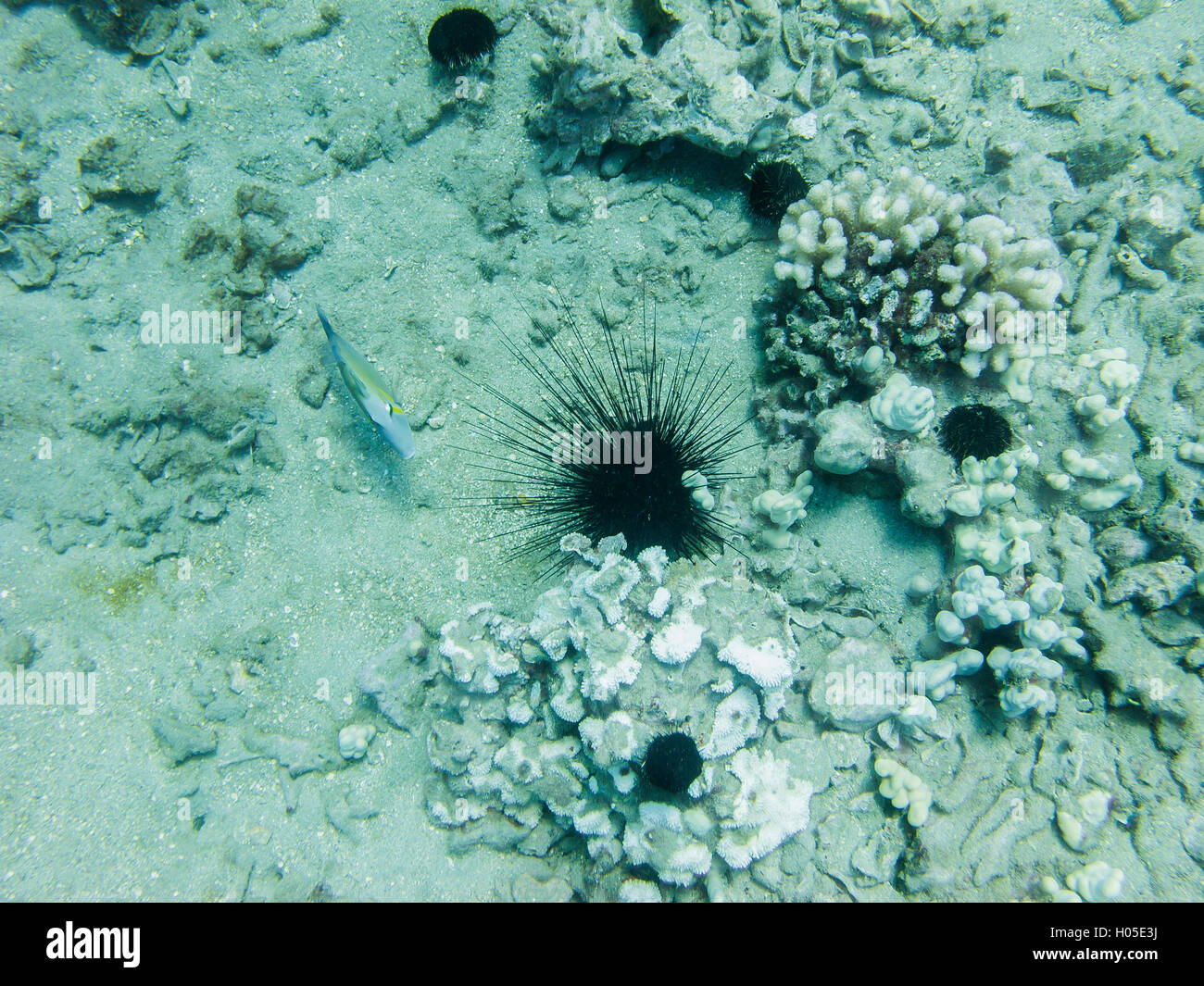 urchin and fish Stock Photo - Alamy