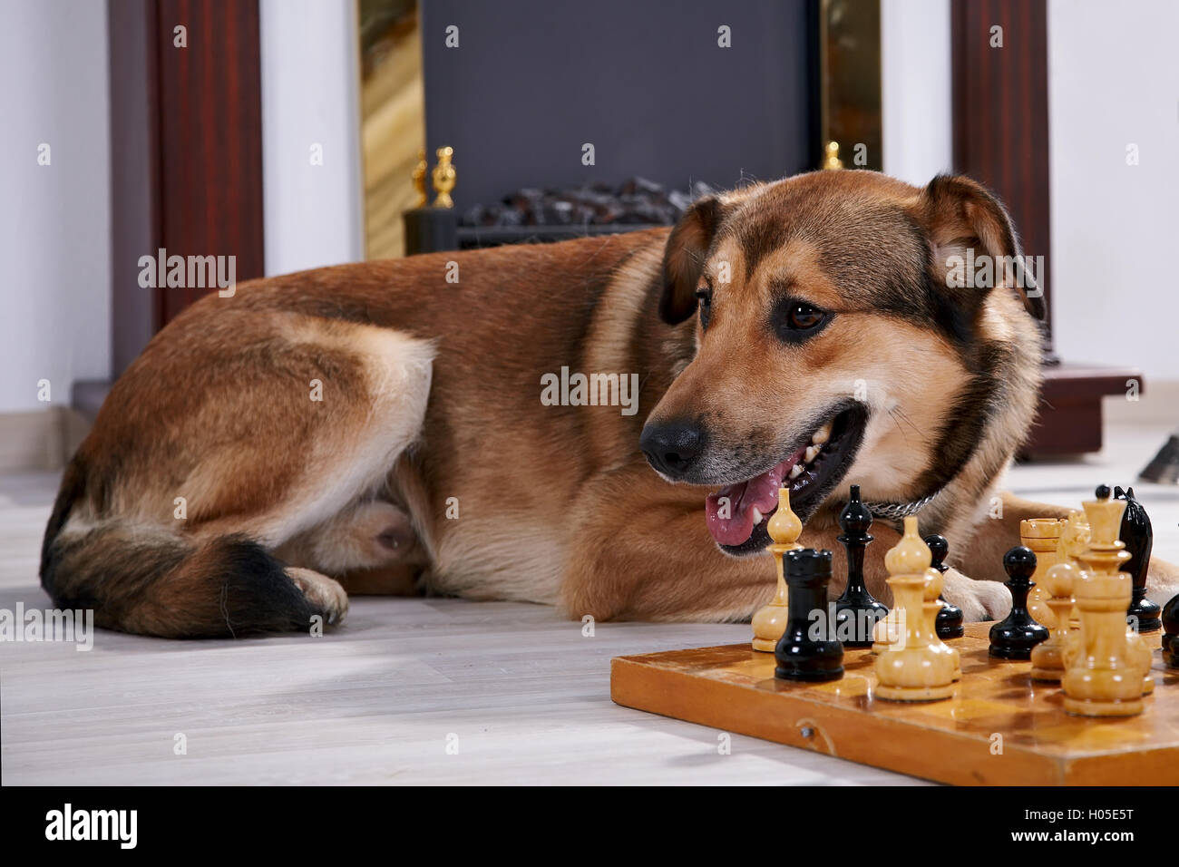Dog and chess against a fireplace Stock Photo - Alamy