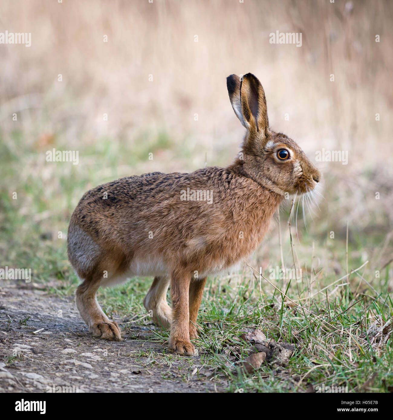 Hare face hi-res stock photography and images - Alamy