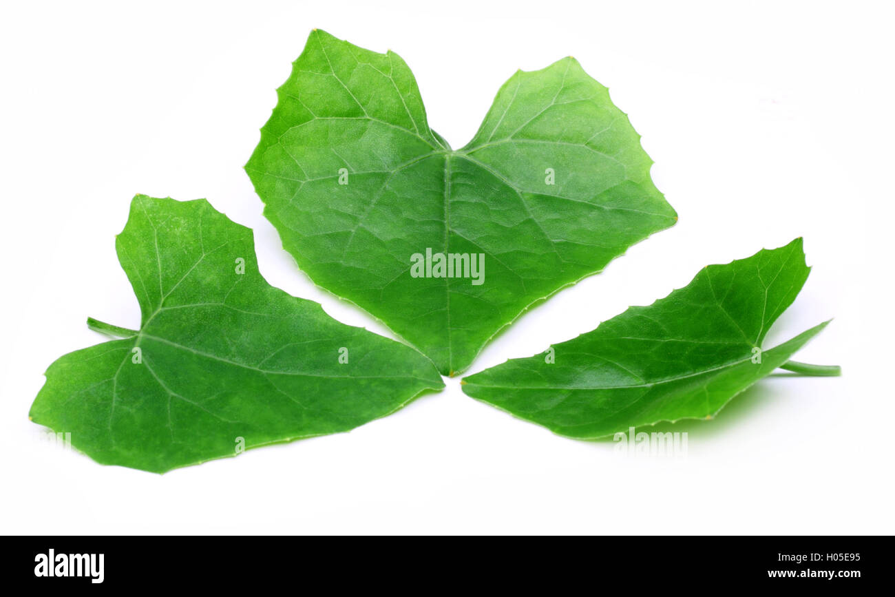 Medicinal telakucha leaves Stock Photo - Alamy