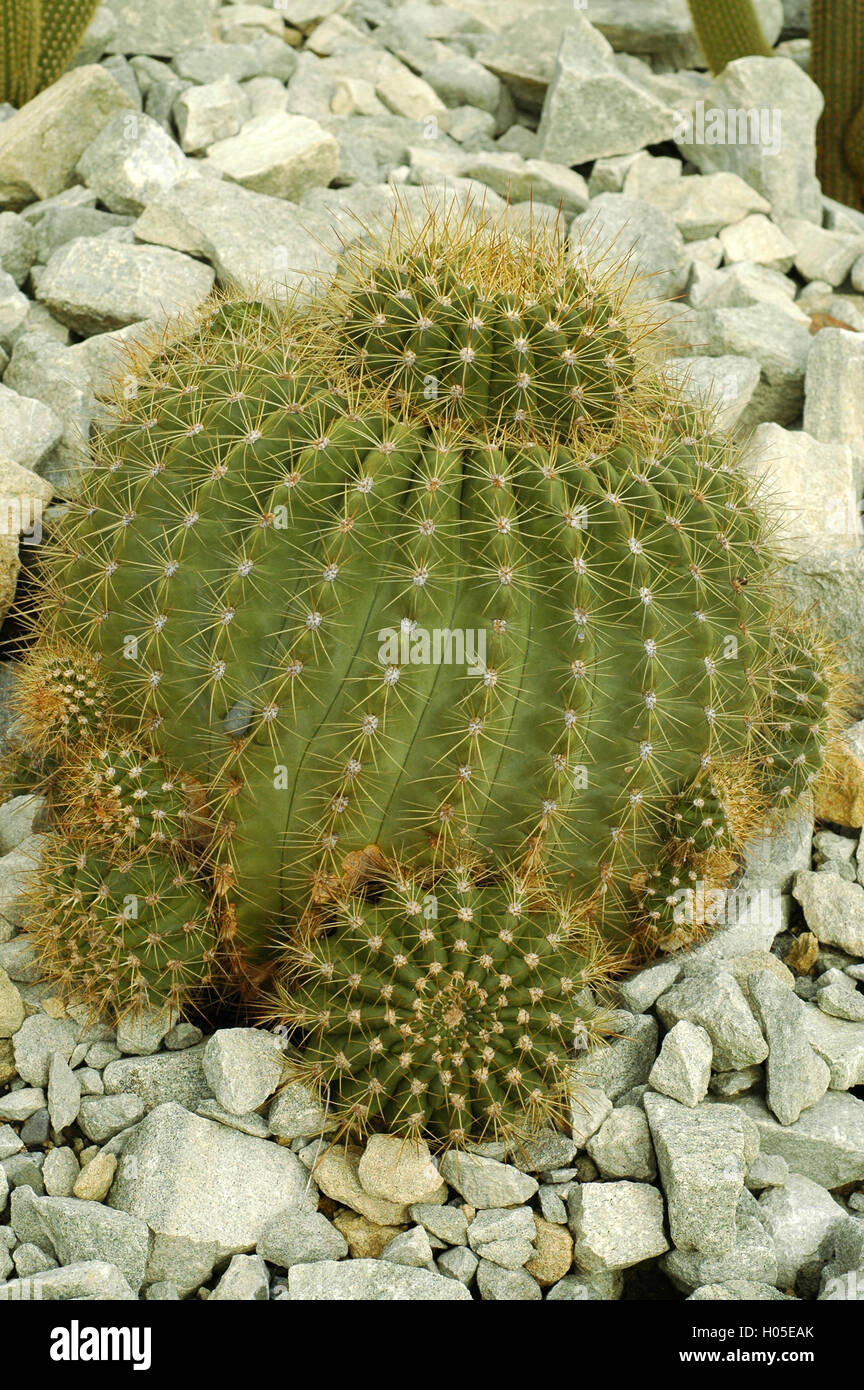 Globular cactus plant Stock Photo - Alamy