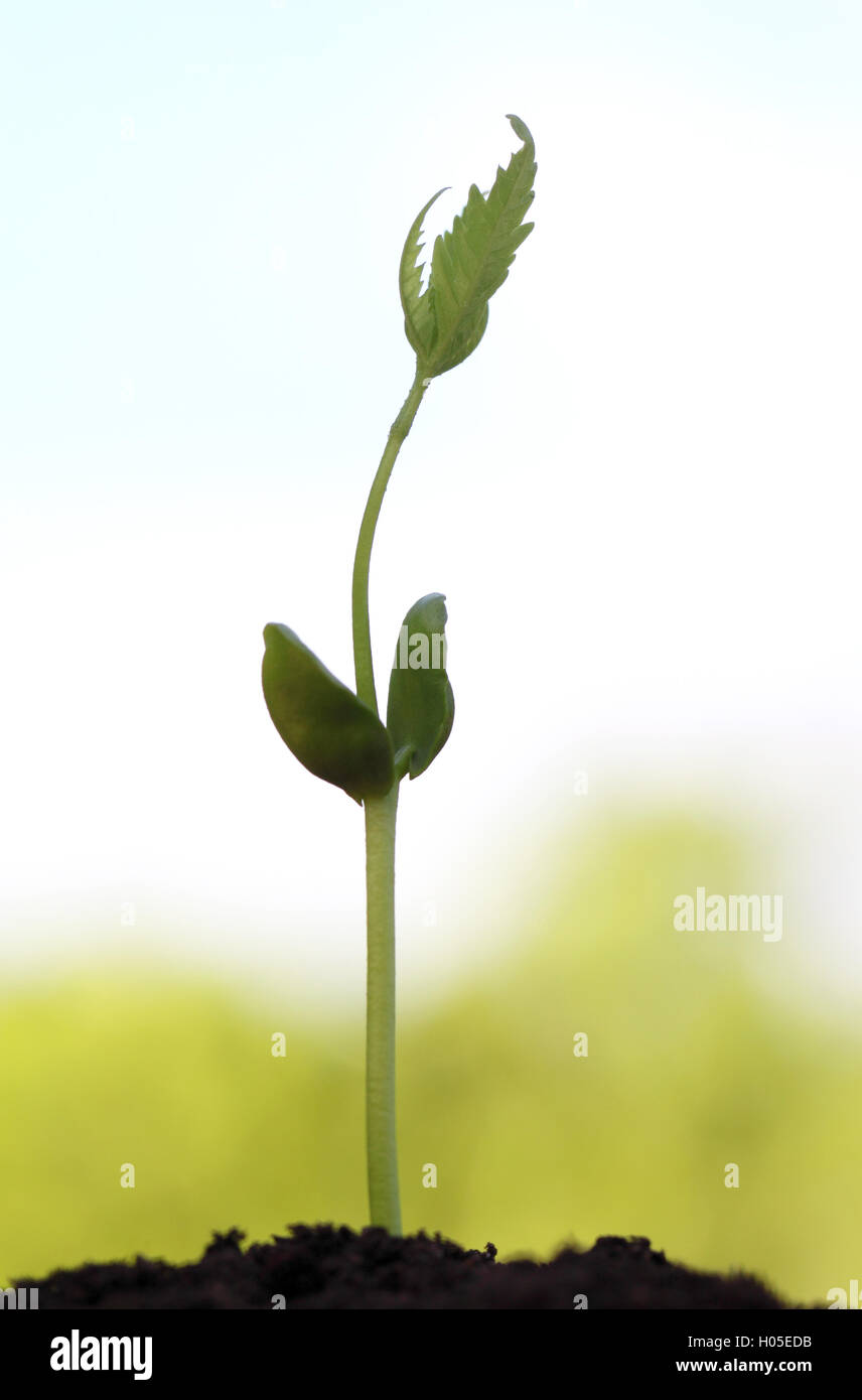 Neem plant hi-res stock photography and images - Alamy