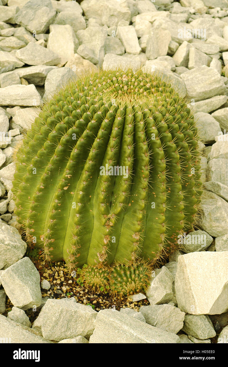 Globular cactus hi-res stock photography and images - Alamy