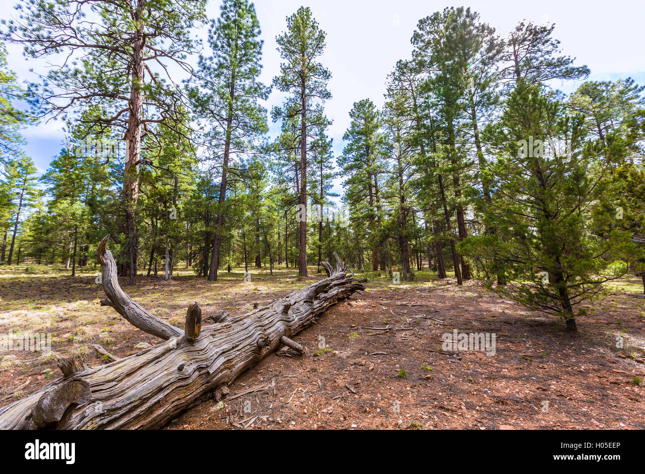 Pine tree forest in Grand Canyon Arizona Stock Photo - Alamy