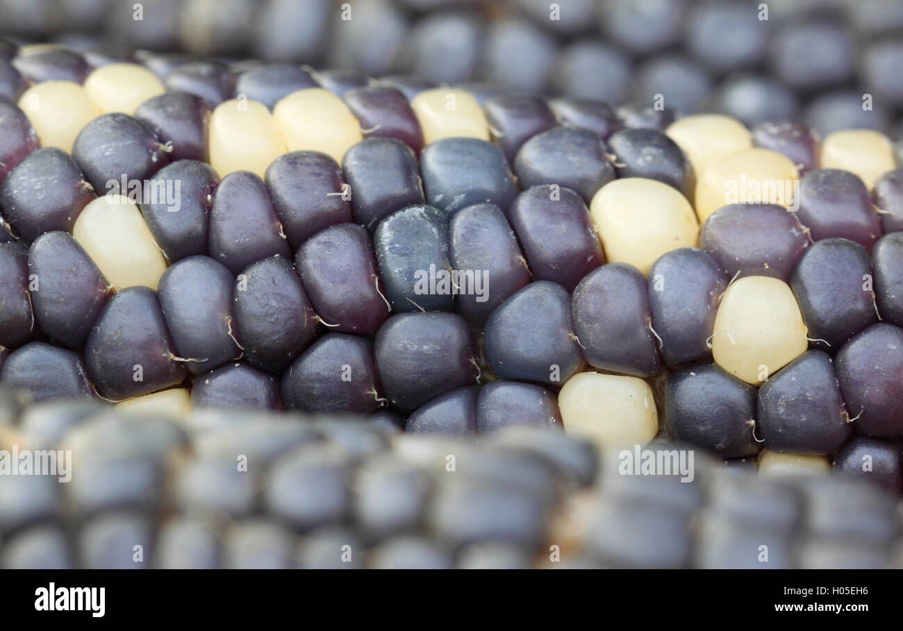 Baby corn and popcorn hi-res stock photography and images - Alamy