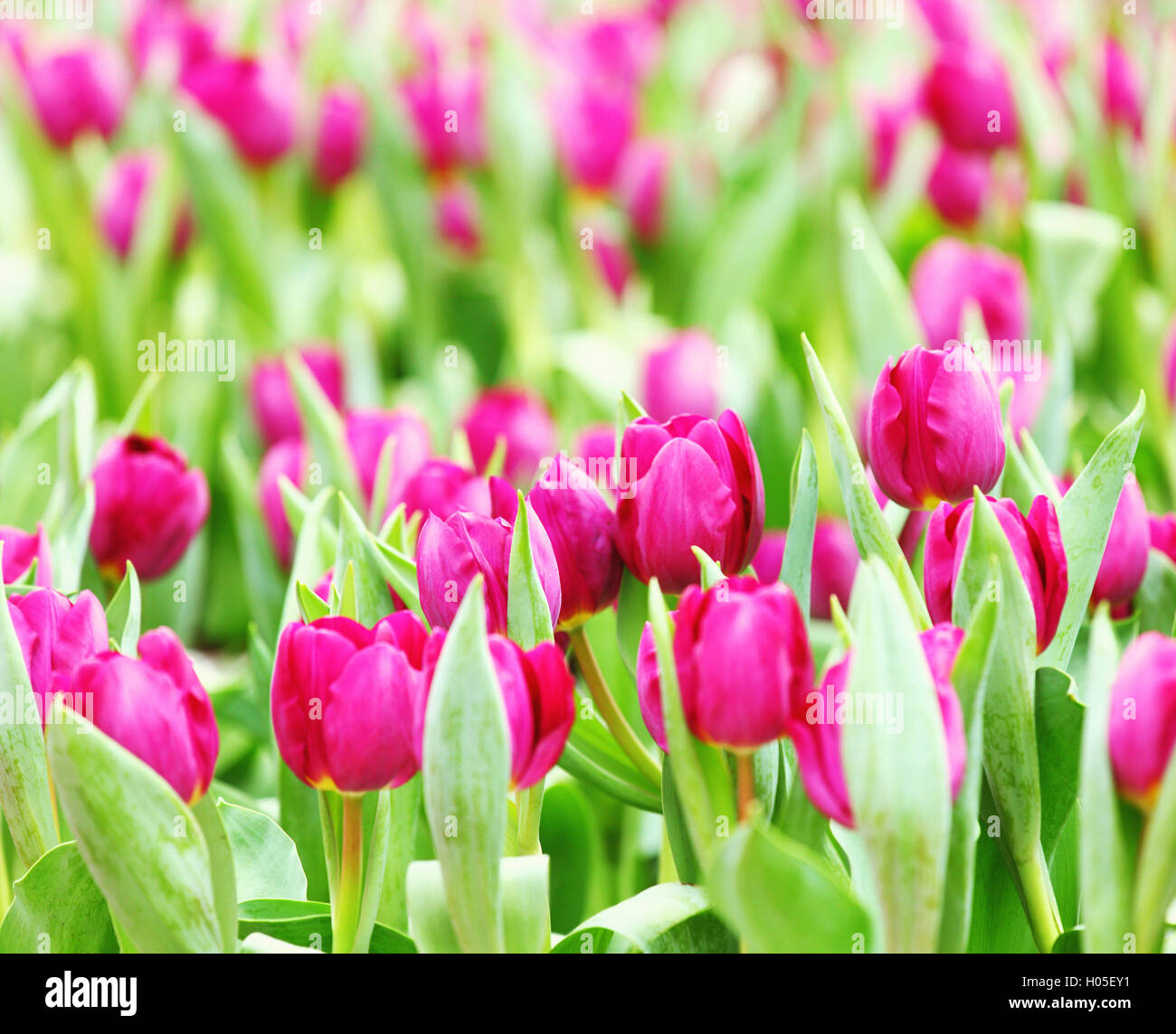 Purple tulips flower field Stock Photo - Alamy