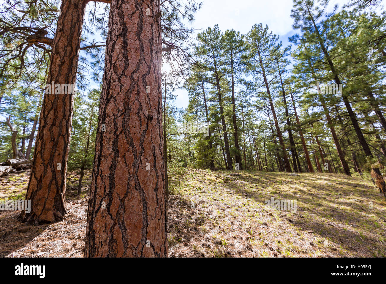 Pine tree forest in Grand Canyon Arizona Stock Photo - Alamy
