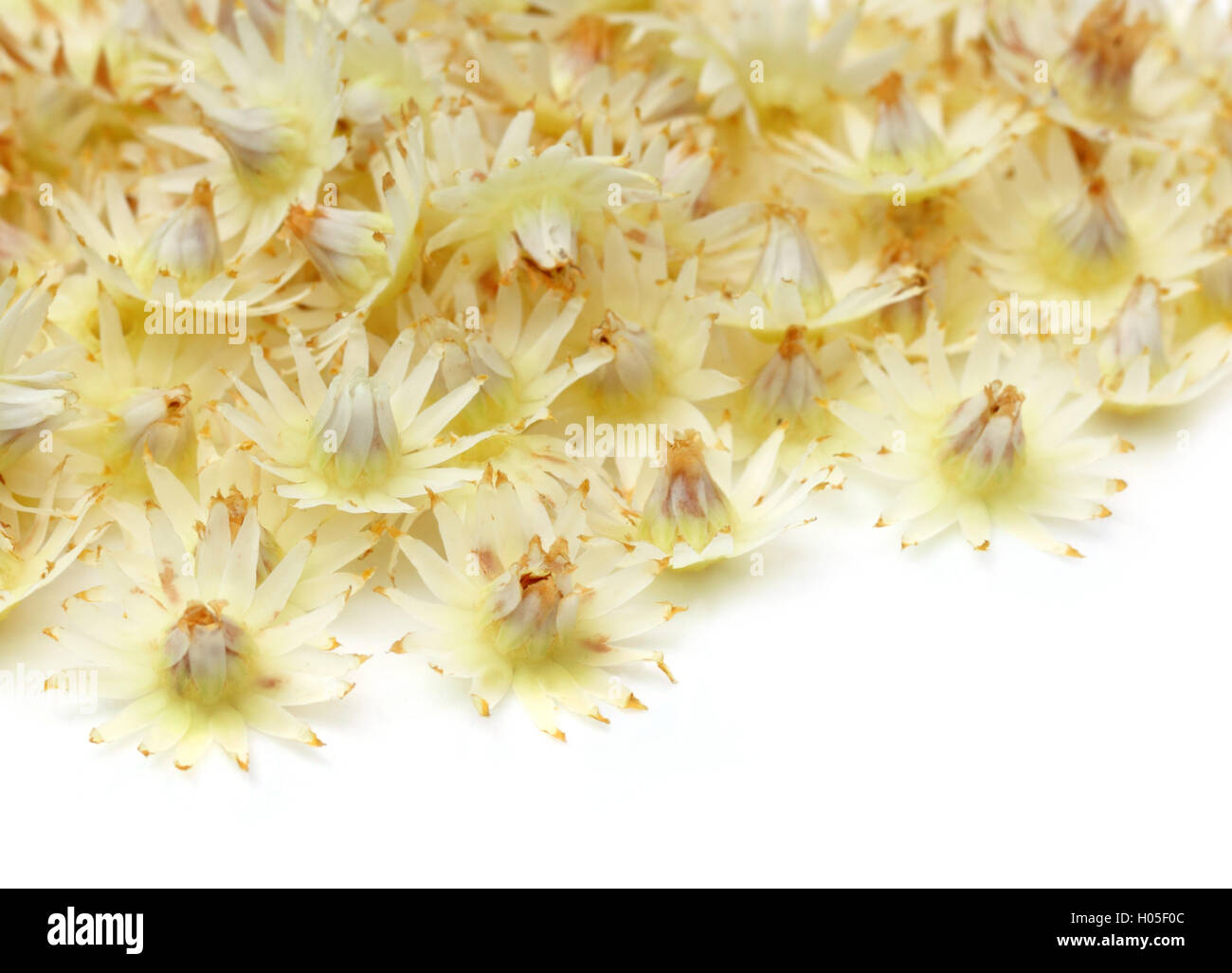 Bokul flower of Indian subcontinent Stock Photo - Alamy