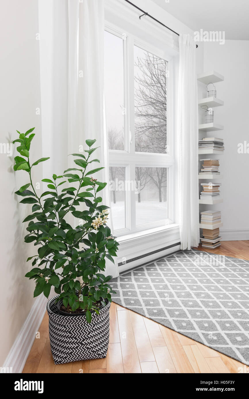 Lemon tree in a room with peaceful view Stock Photo - Alamy