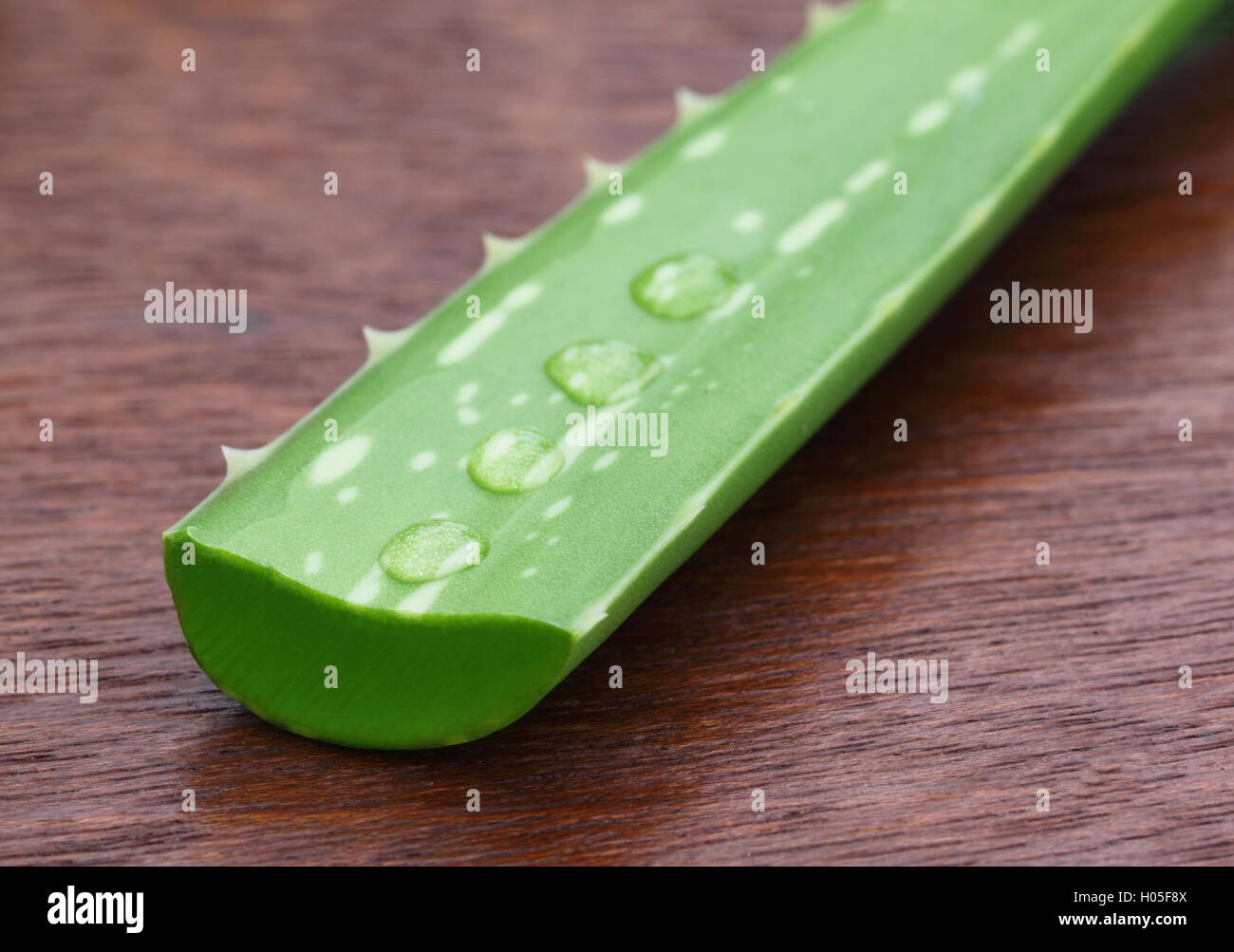 Medicinal aloe vera Stock Photo - Alamy