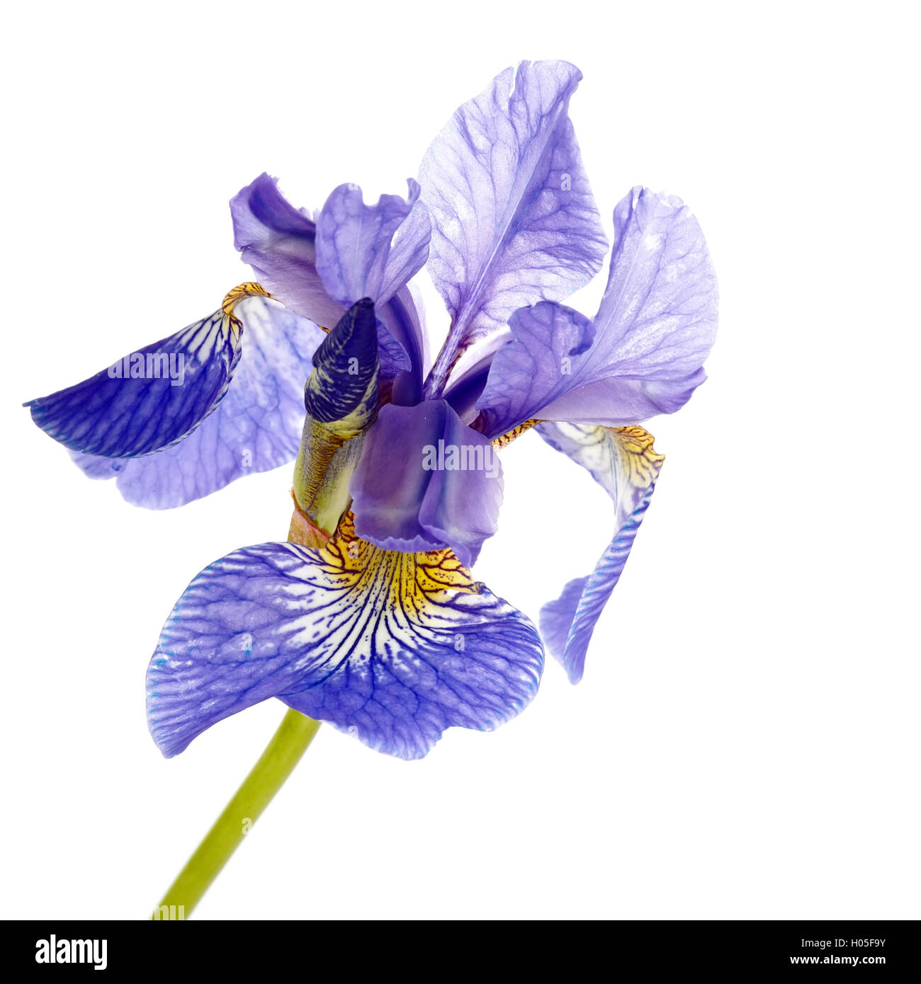 Flower of a blue iris Stock Photo - Alamy