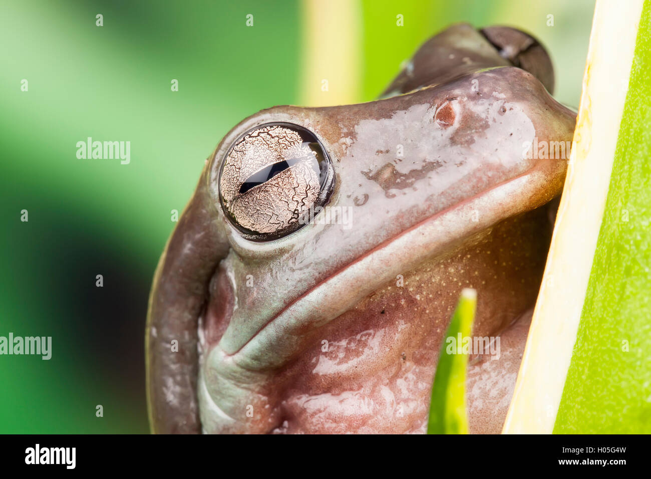 Small frog on a plant Stock Photo - Alamy