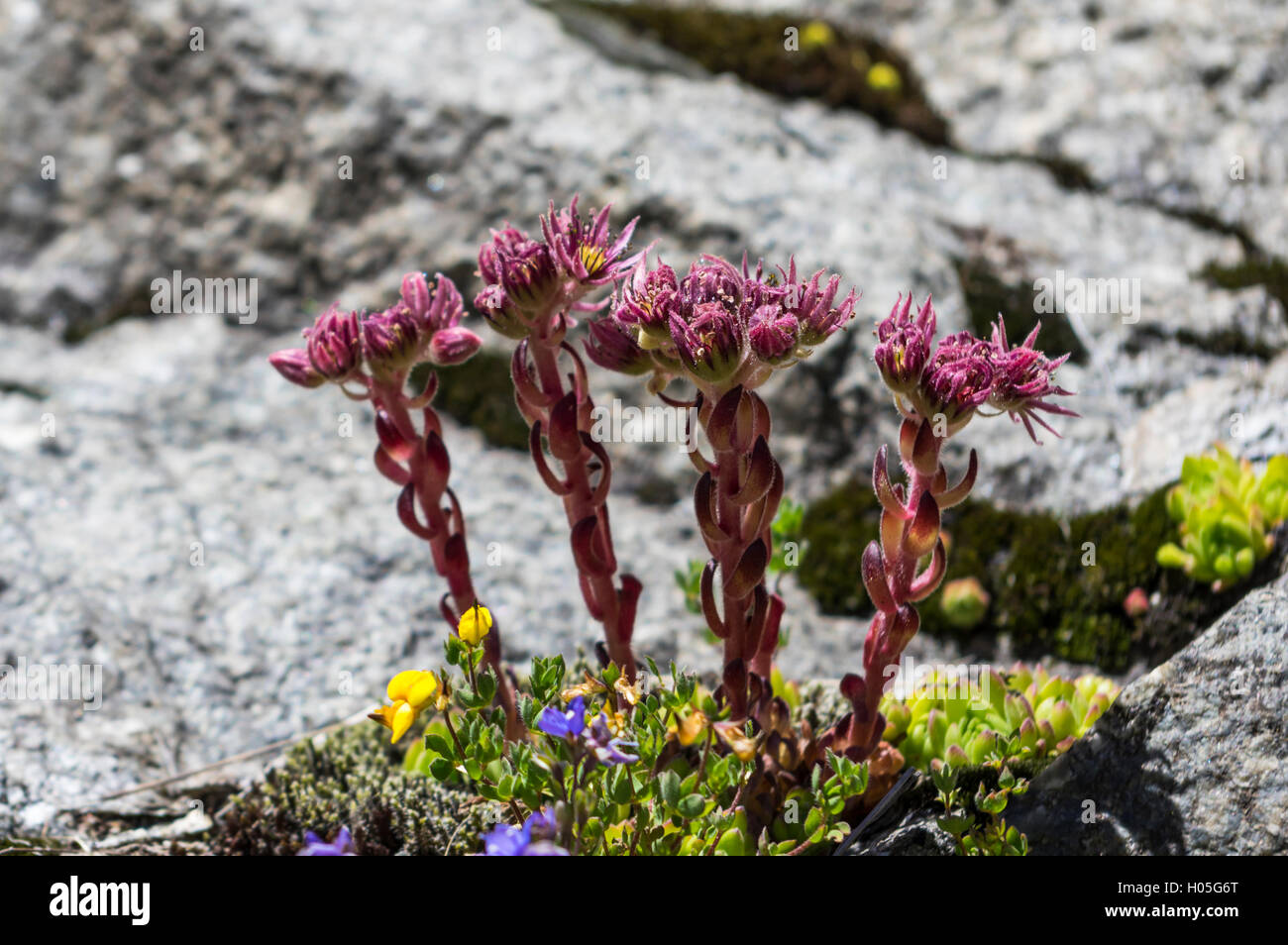 Houseleek flower hi-res stock photography and images - Alamy