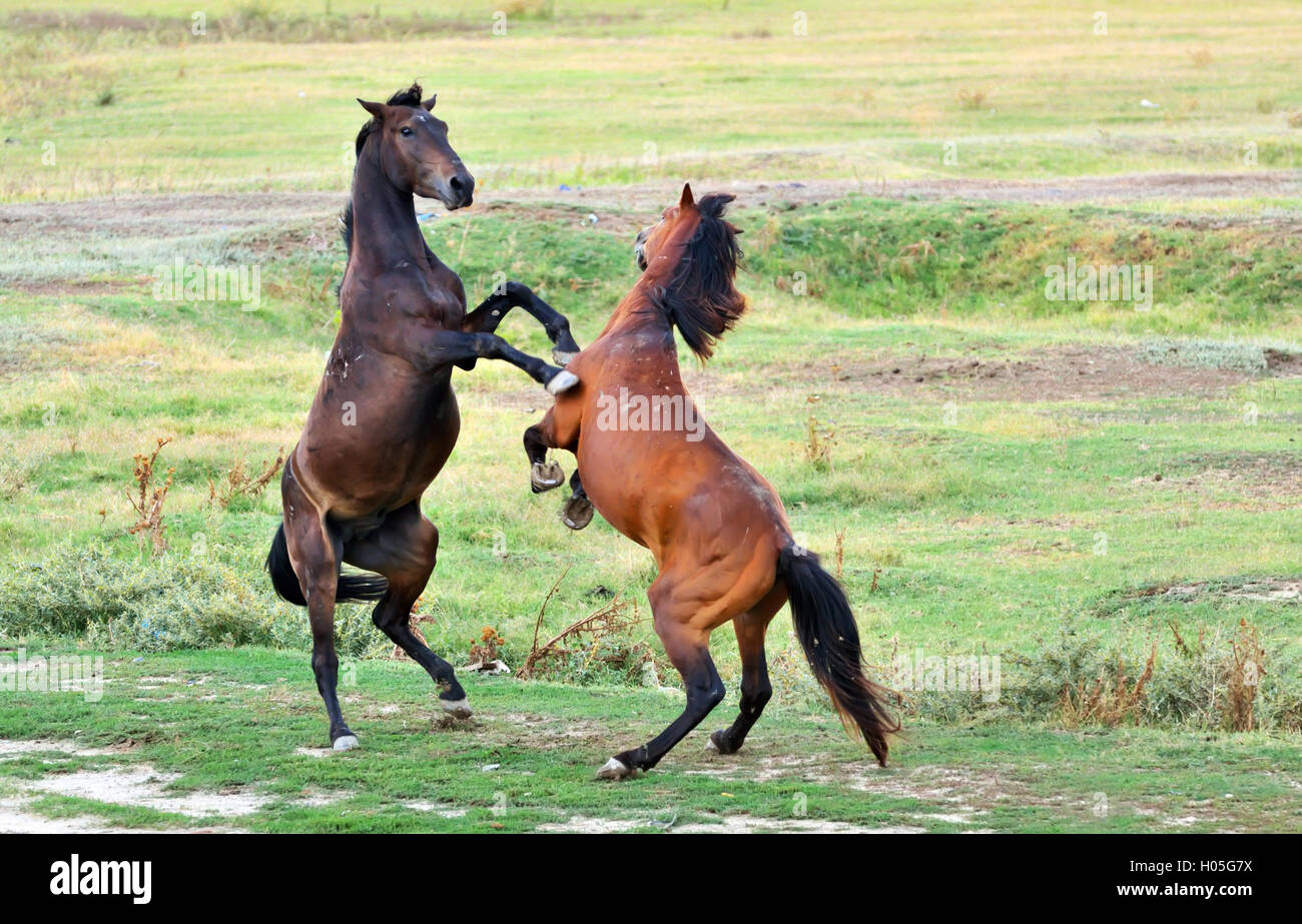 Horse Stallion Fight High Resolution Stock Photography and Images - Alamy