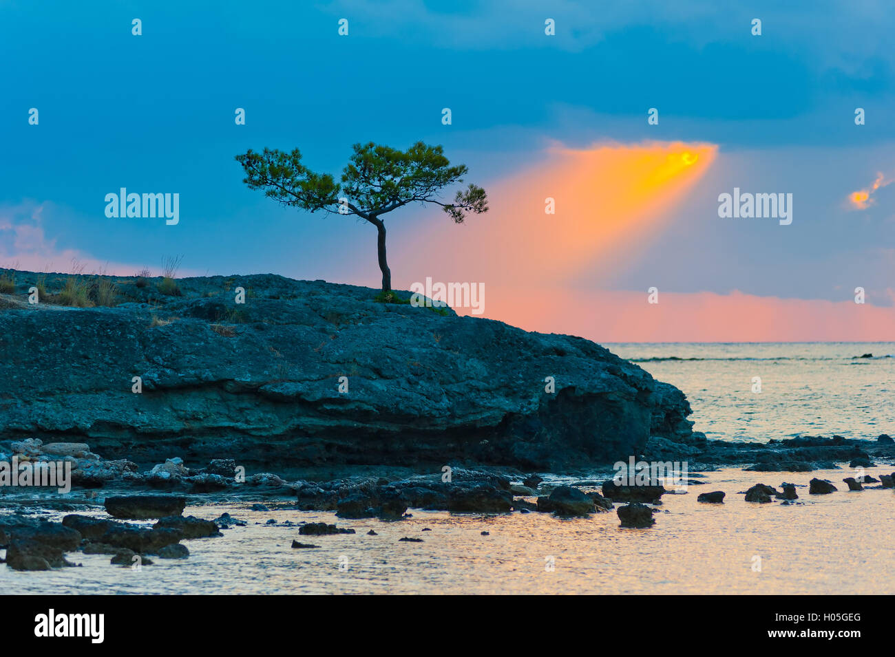 lone pine tree on a rocky seashore and sunbeam Stock Photo - Alamy
