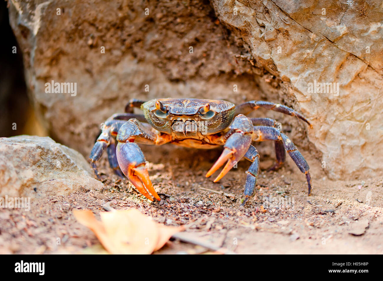 Large crab hi-res stock photography and images - Alamy