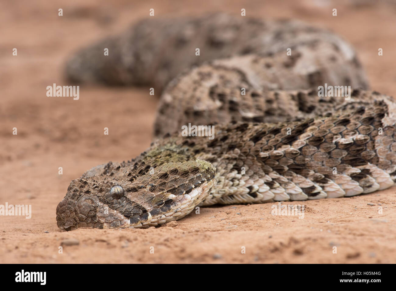 Puff Adder (Bitis Arietans Stock Photo - Alamy