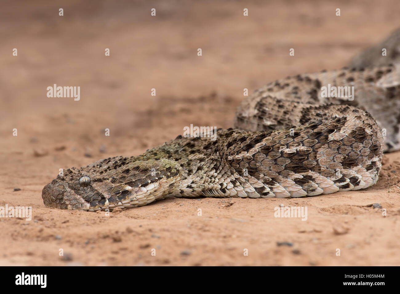 Desert death adder snake hi-res stock photography and images - Alamy