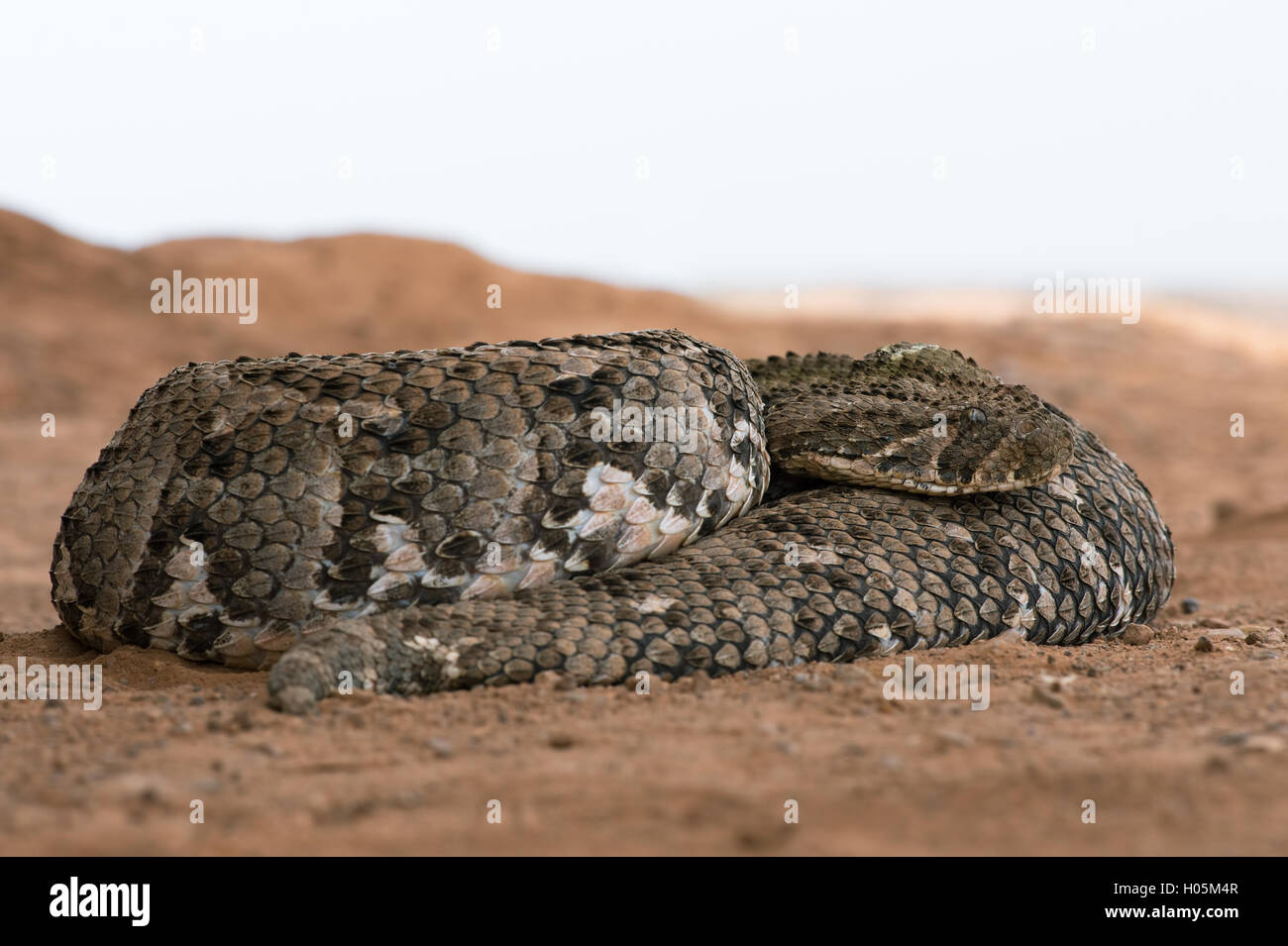 Death adder snake hi-res stock photography and images - Alamy