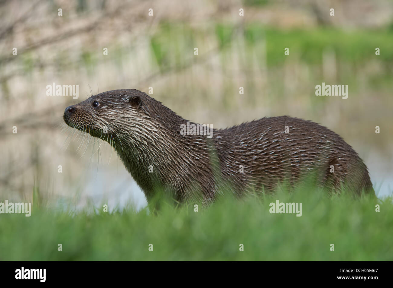 Otter lutra lutra holt hi-res stock photography and images - Alamy