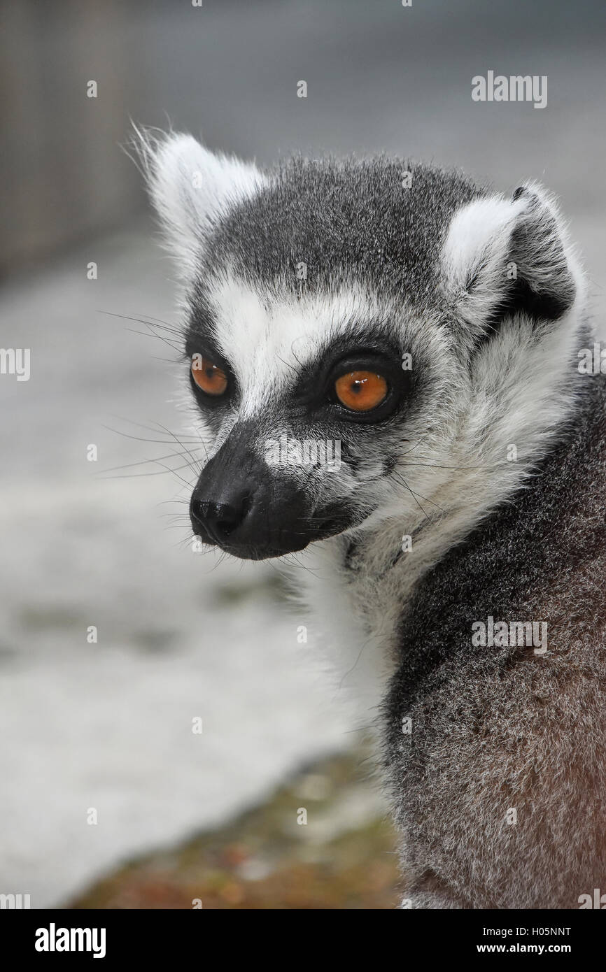 Close up portrait of one cute ring-tailed lemur (aka lemur catta, maky ...
