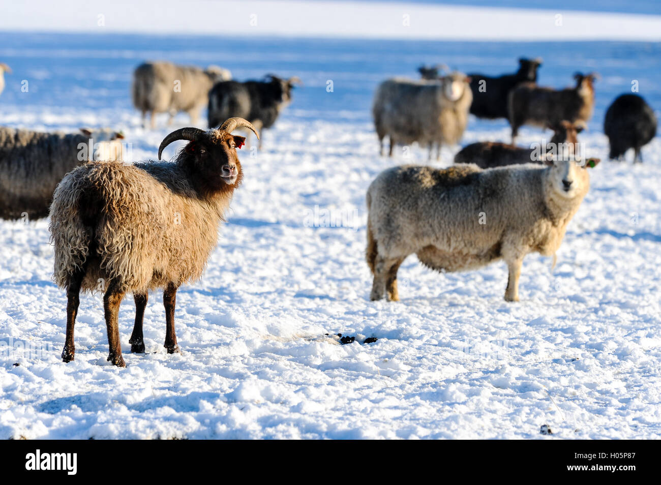 Coast sheep norway hi-res stock photography and images - Alamy