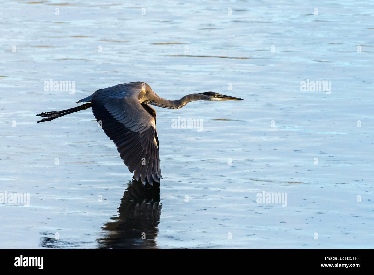 Great Blue Flight Across a River at the Golden Hour Photo by: Michael ...