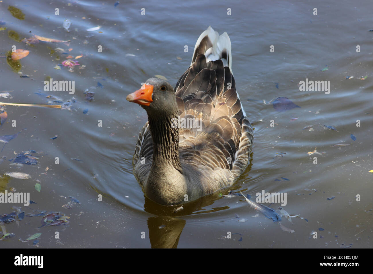 Curious duck in pond Stock Photo - Alamy