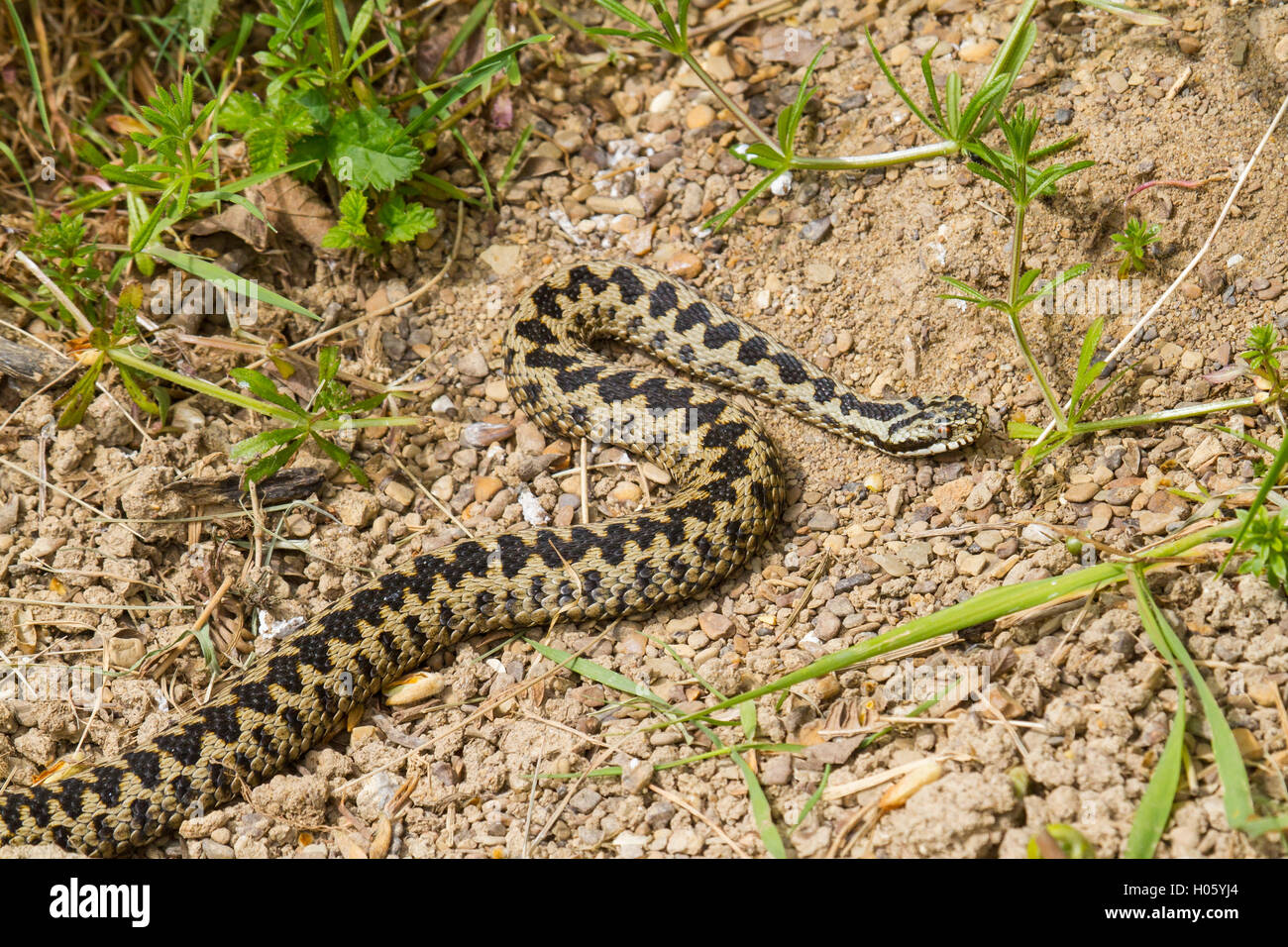 European Adder (Vipera berus) snake or viper moving on the ground among ...