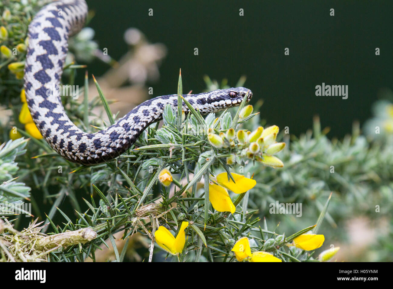 European Adder (Vipera berus) snake or viper moving on the ground among ...