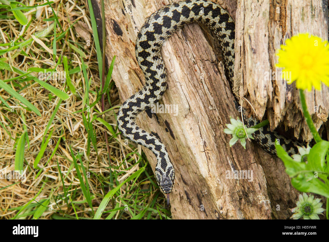 European Adder (Vipera berus) snake or viper moving on the ground among ...