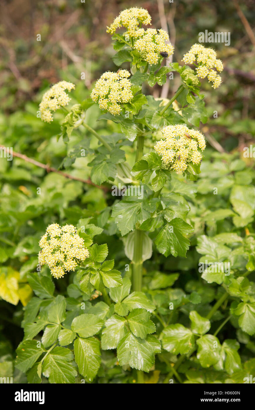 Alexanders (Smyrnium olusatrum) flower growing in hedgerow, on path, in ...