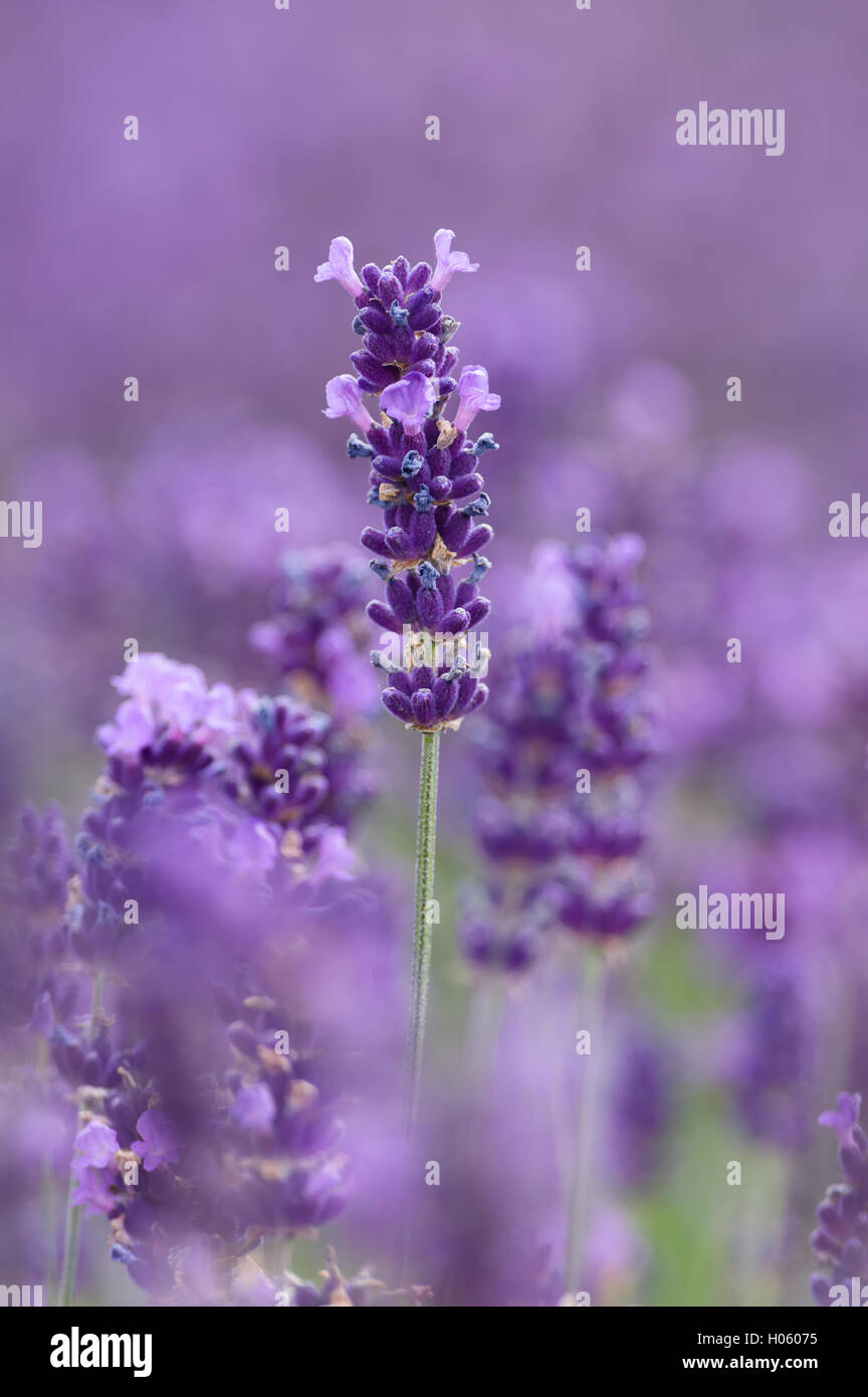 Lavandula (common name lavender) is a genus of 39 known species of ...